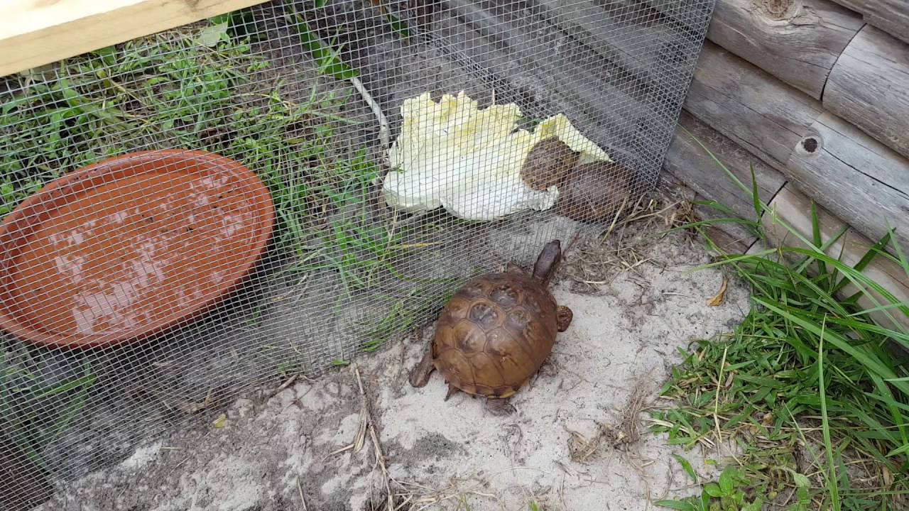 Fat Turtle wants to meet the babies - YouTube