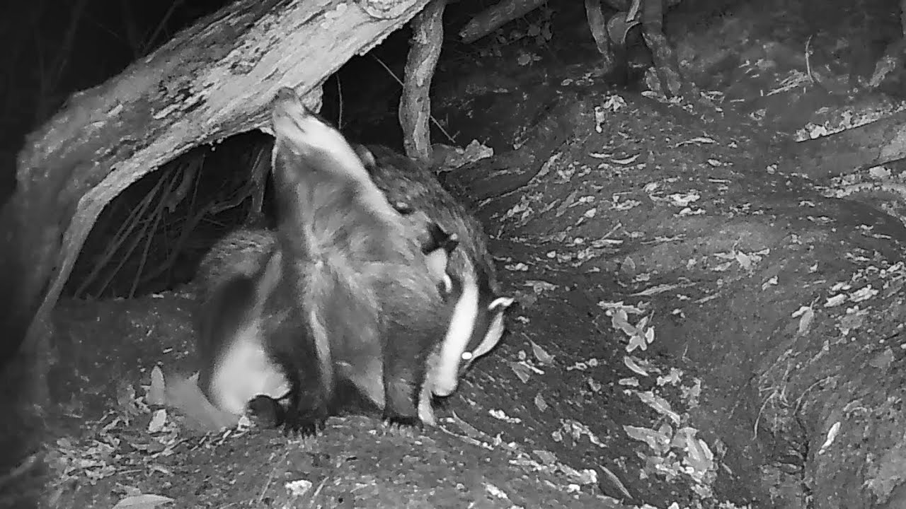 New Forest Explorers Guide - Badgers: three well-grown cubs scratch and ...