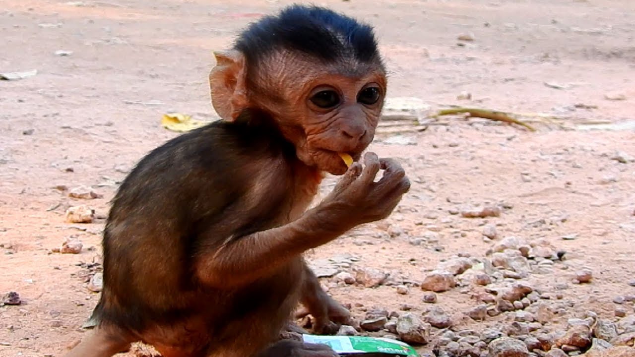 So Thin-Skinny Baby Monkey, Mia So Little Baby, Maria Feeding Her ...
