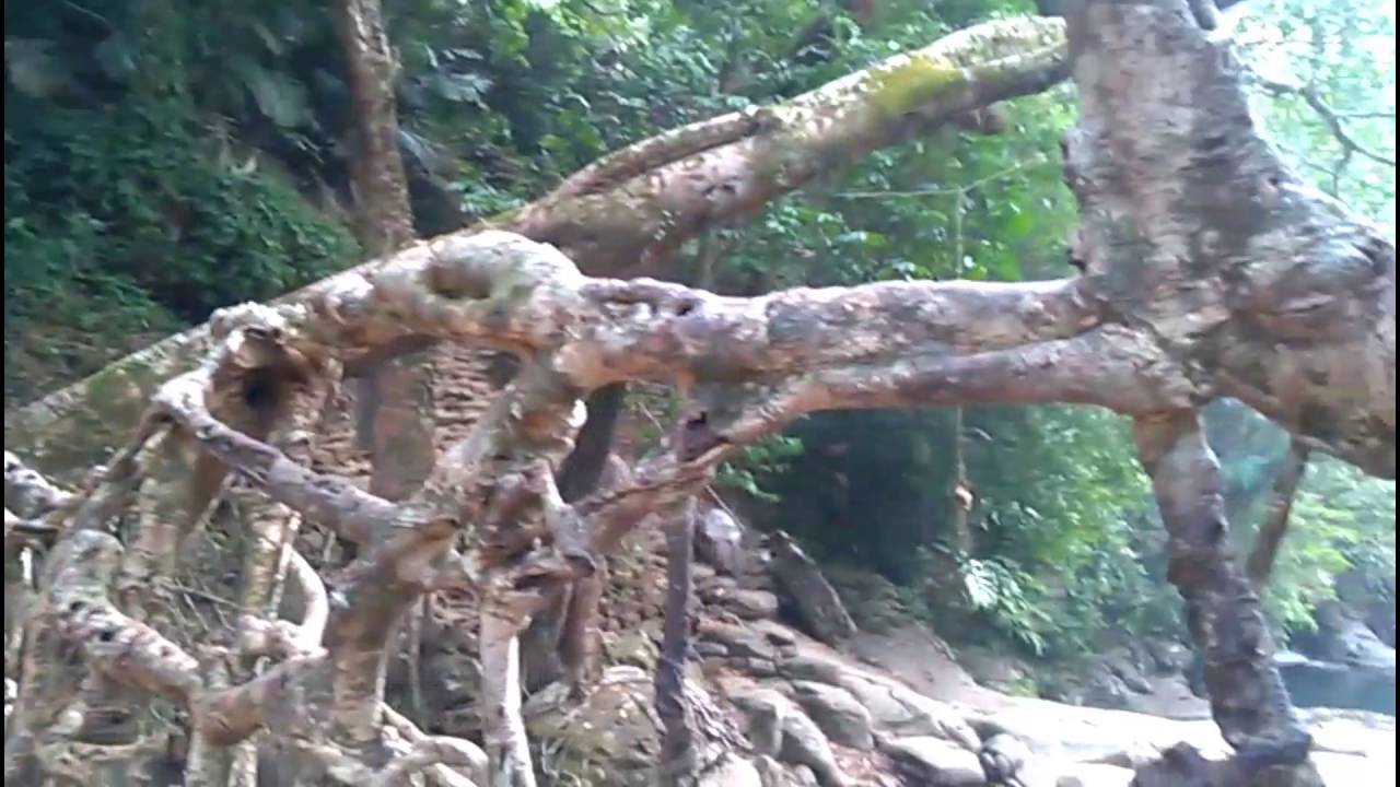 A Visit to RIWAI the village known for its Living Root Bridge - YouTube