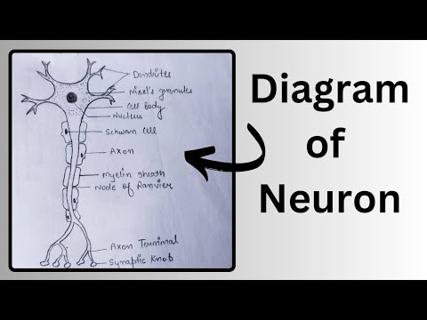 How to draw a diagram of Neuron || easy way to draw a diagram of Neuron ...