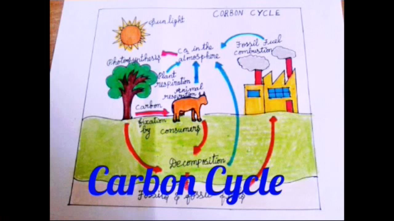 How to draw carbon cycle /science project - YouTube