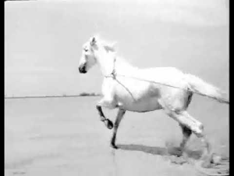 Crin Blanc 1953 scene