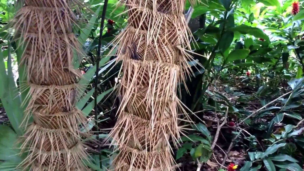 Zombia antillarum ( Zombie Palm ) - YouTube