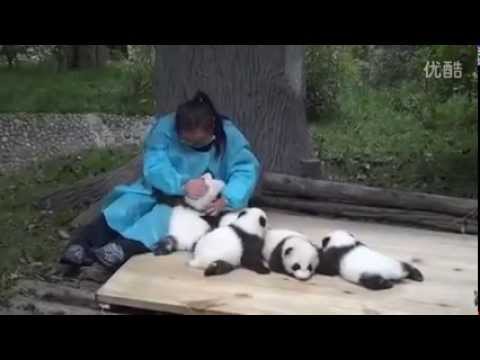 The best job I have ever seen!!! Hugger Pandas!!! LOL - YouTube