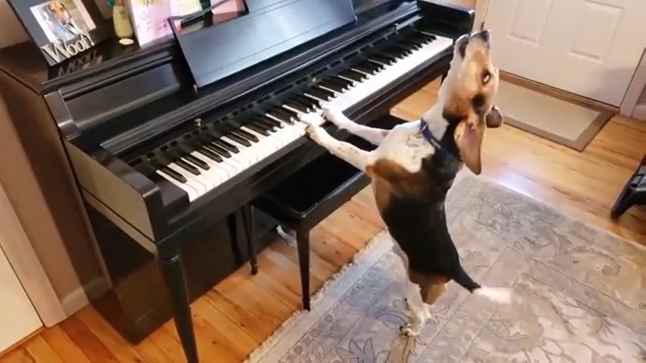 Pets Singing Songs! - YouTube
