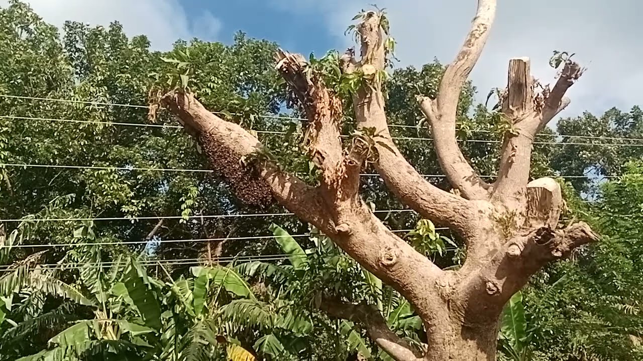 Pulot pukyutan atak (honey bee) - YouTube