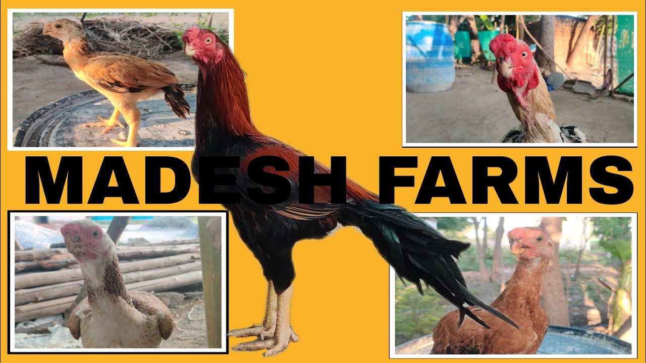 KILIMOOKU SEVAL FARMS | MADESH FARMS KRISHNAGIRI | KILIMOOKU VISIRIVAAL ...