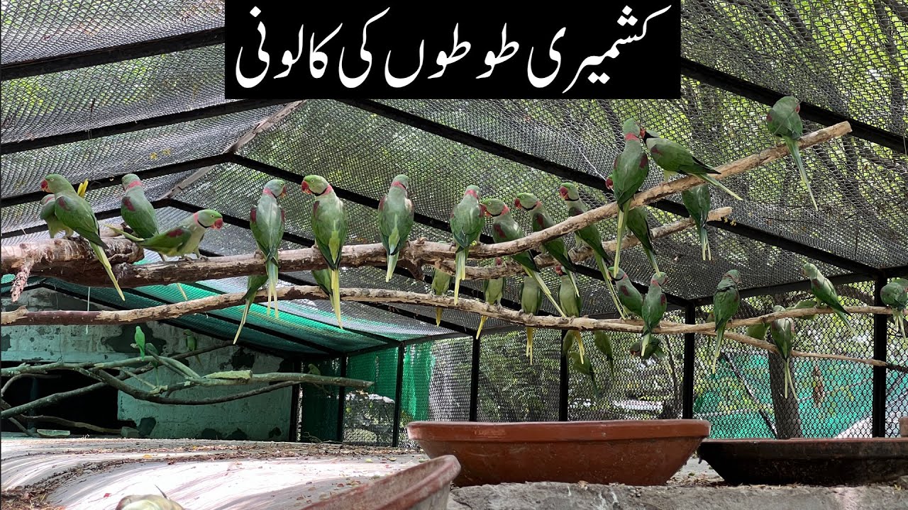 Biggest Raw Parrot Colony | Alexander Parrot Colony | Pahadi Parrot ...