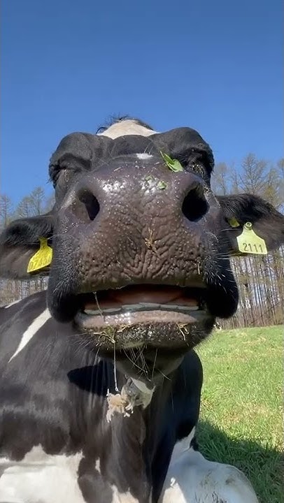 cow tik tok video. - YouTube