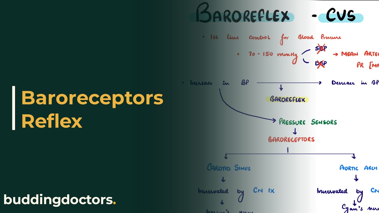 Baroreflex regulation of blood pressure, Baroreceptor reflex physiology ...