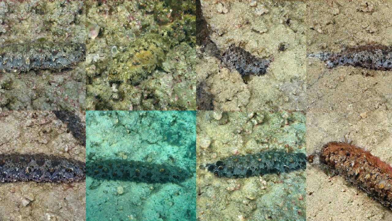 Generating Sea Cucumber, Holothurian with Deep Learning - YouTube