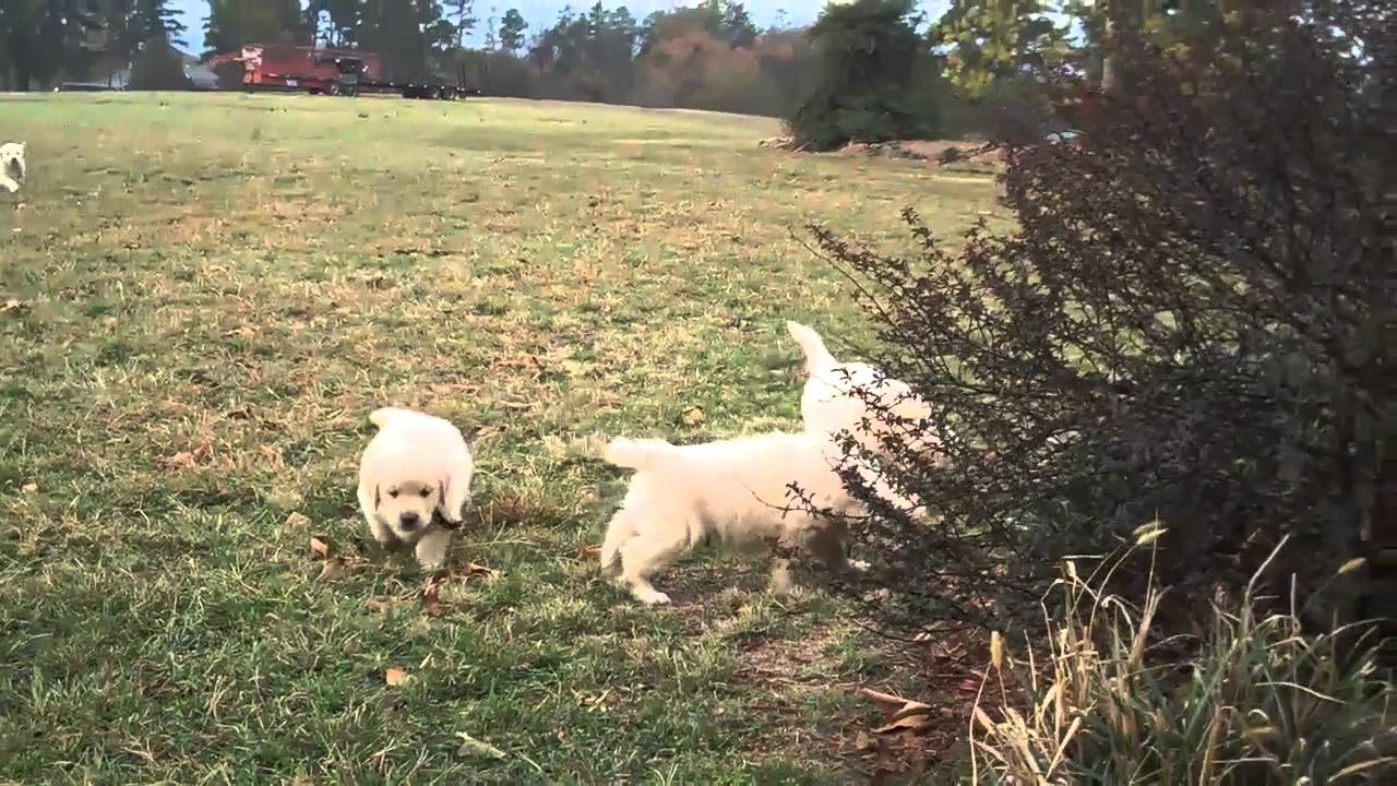 5 Cute Puppies Playing Outside | Golden Retriever Puppies - YouTube