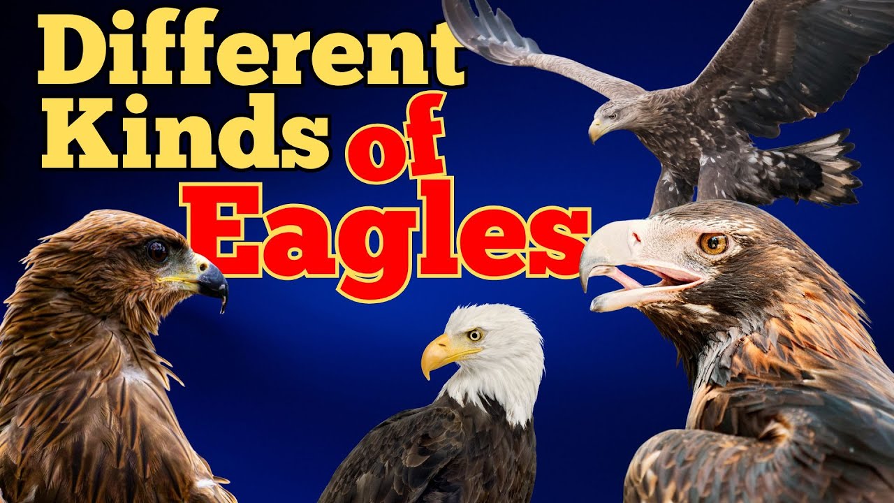 The Kings of the Sky: Meet 5 of the World’s Most Powerful Eagles - YouTube