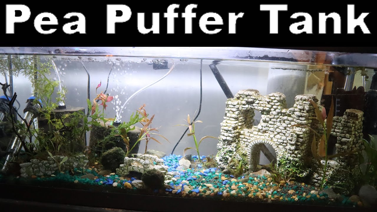 Pea Puffer Tank Ideas - YouTube