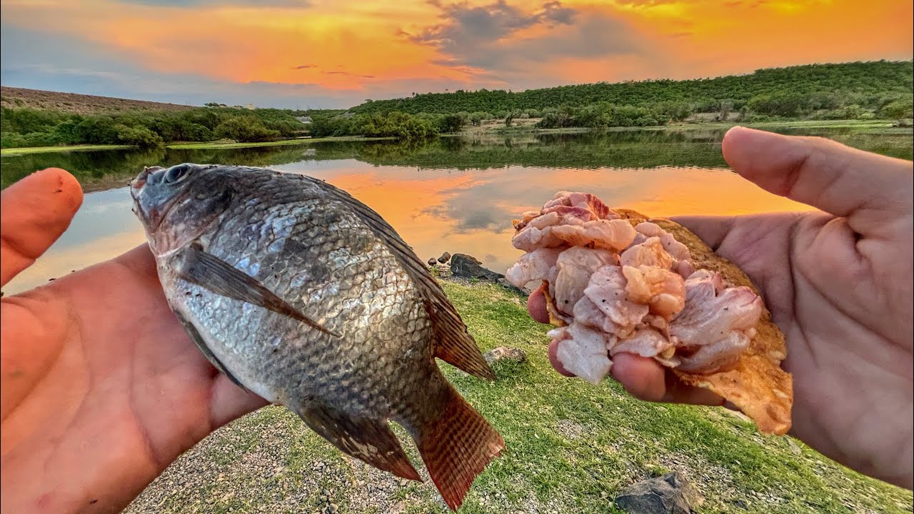 Pesca y cocina de mojarra (tilapia de río) 🎣 2024 - YouTube