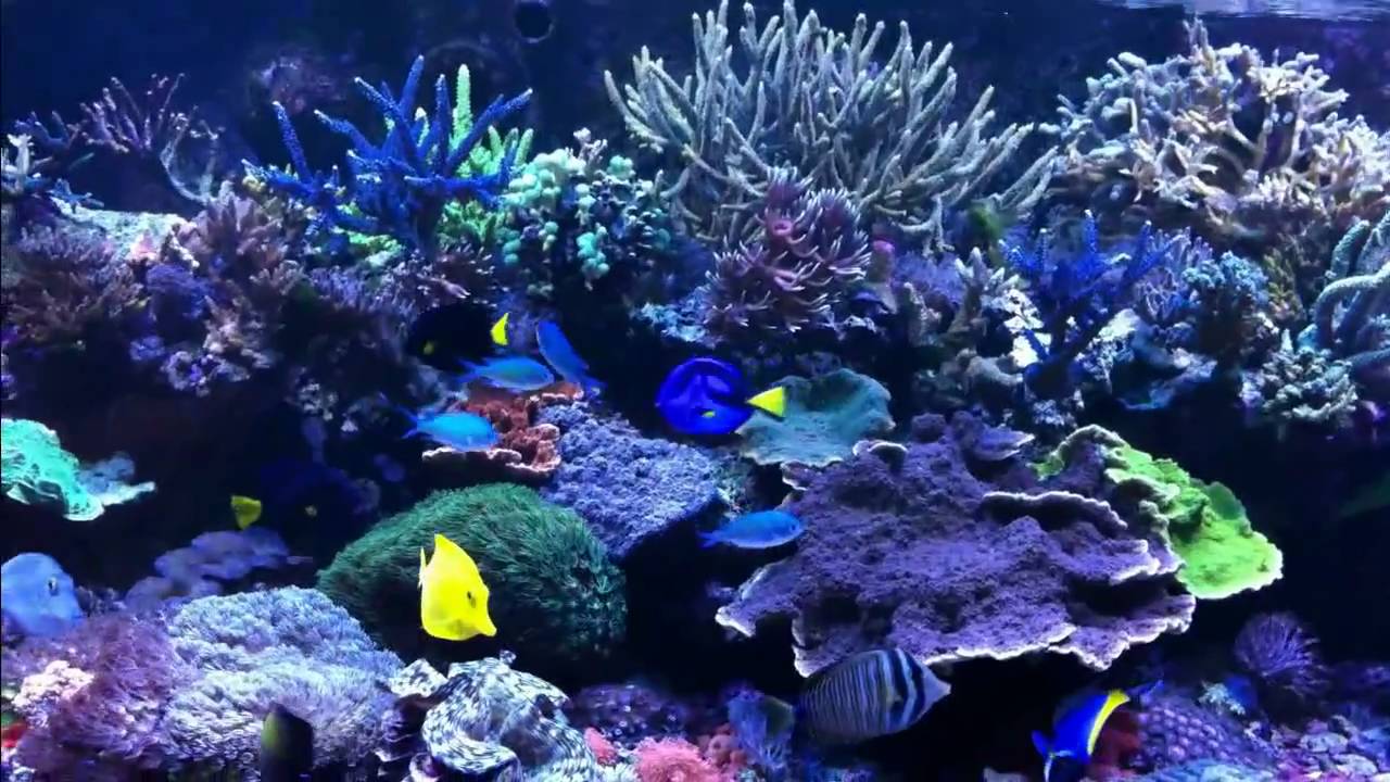 Q8golfer New Reef Tank - YouTube