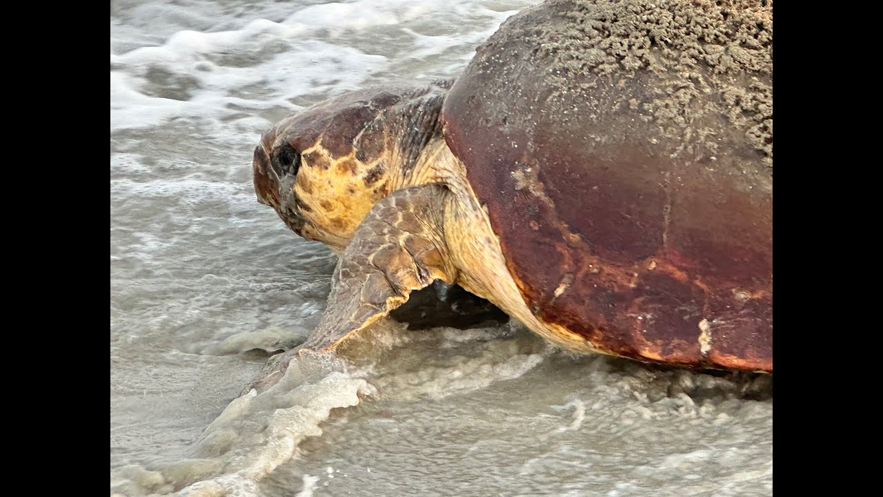 Sunset nesting loggerhead - YouTube