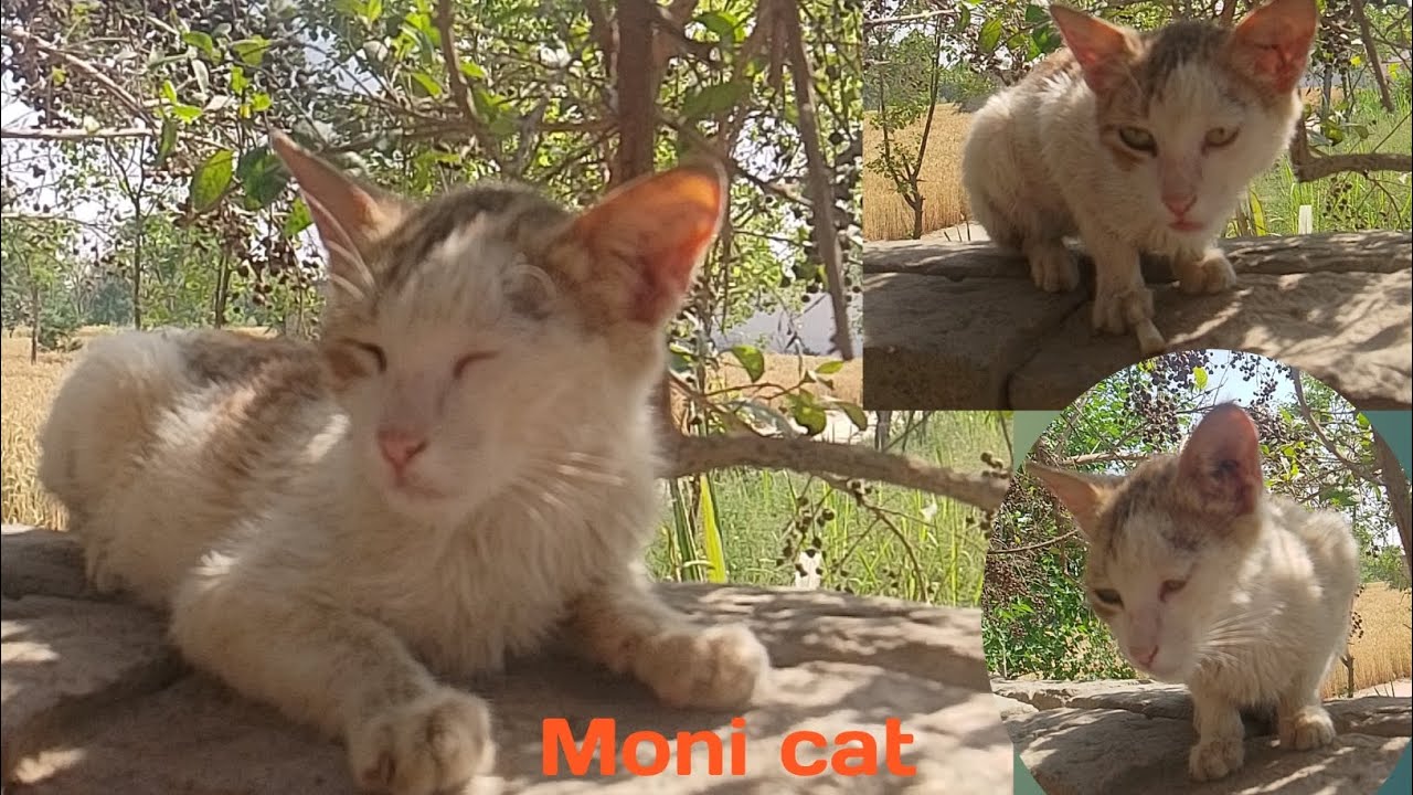 Moni cat #cat #miaomiao #cuteanimal #kitten #cutecat #cute #catlover # ...