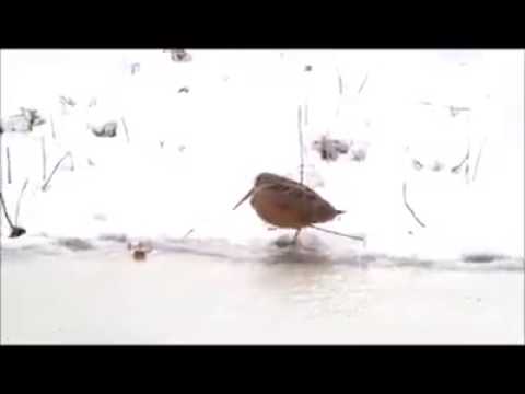 Dancing Jazzy Tango bird - Funny bird dancing Tango music - YouTube