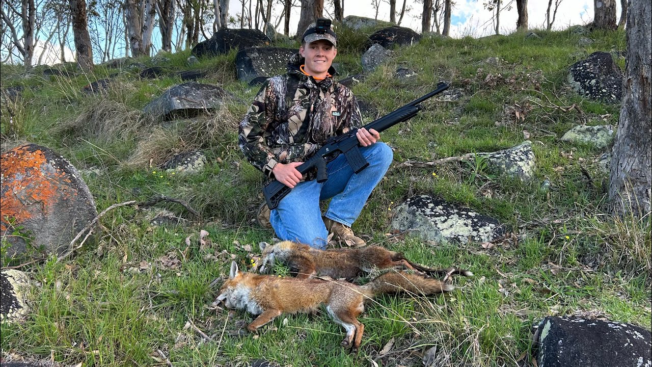 TENTERFIELD FOX WHISTLING!! - YouTube