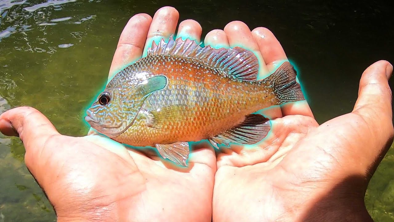 Texas Creek Fishing: Longear Sunfish - YouTube