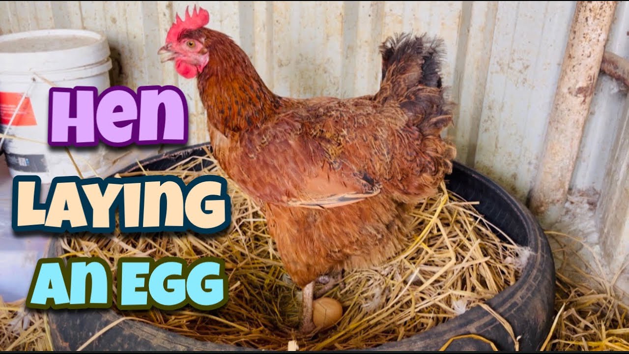 Hen Laying An Egg| Egg| Giriraja| Vanaraja| Poultry| Rooster| Village ...