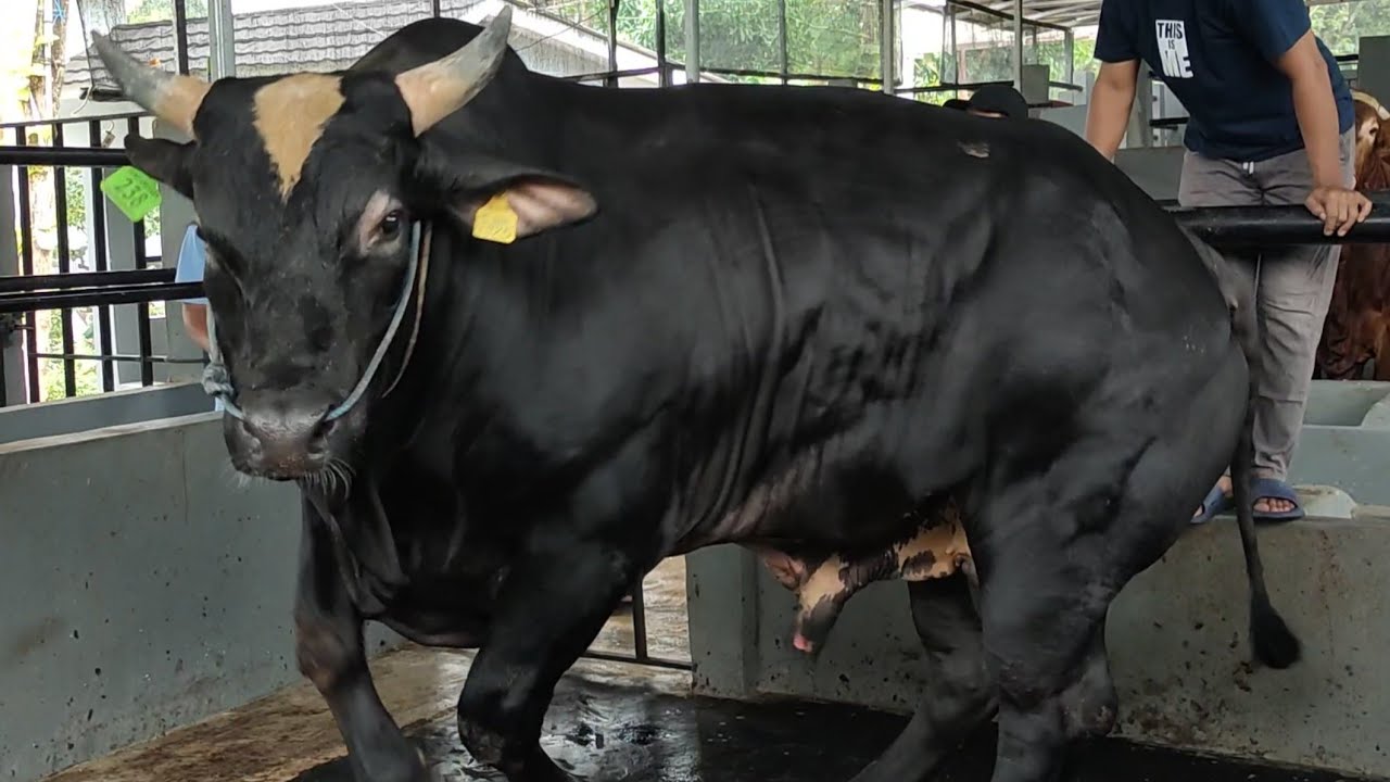 SAPI HITAM MATADOR BANTENG SPANYOL BIKIN TAKUT‼️ - YouTube