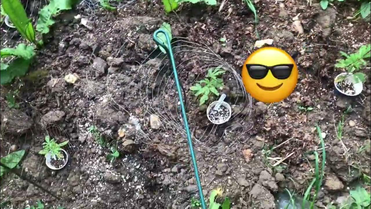 Site alpha growing - YouTube