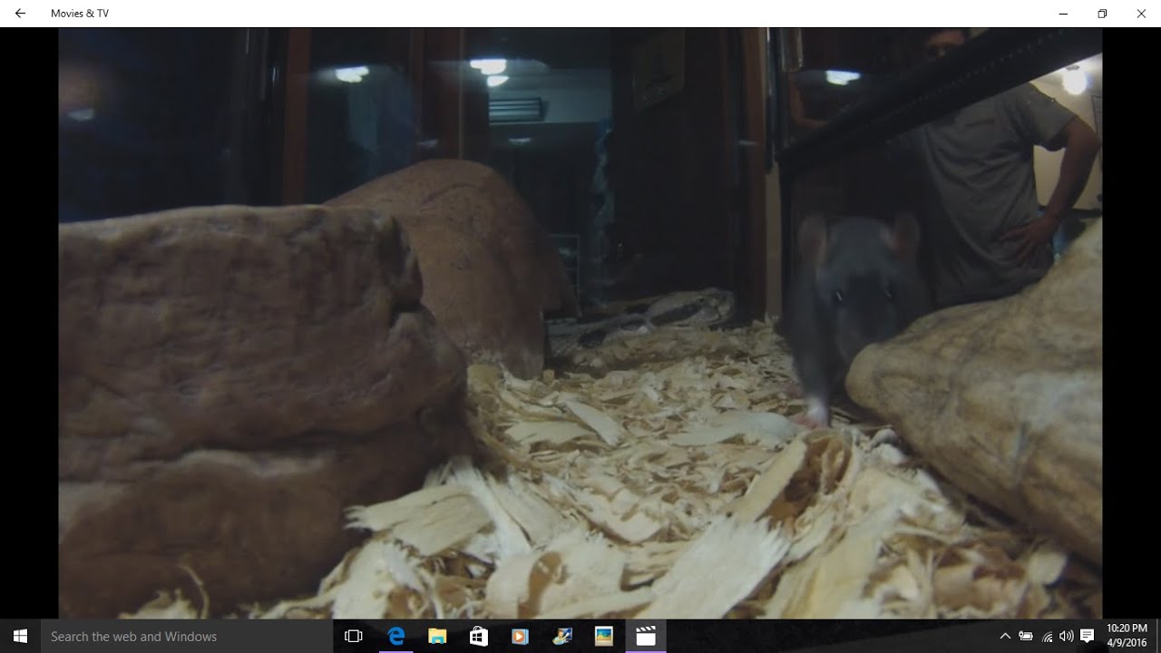 Rattlesnake strike compilation with slow motion.(3 seperate strikes ...