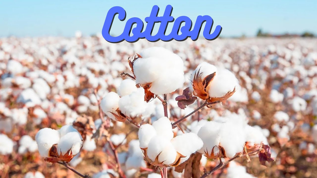 COTTON | What is Cotton and How It’s Made - YouTube