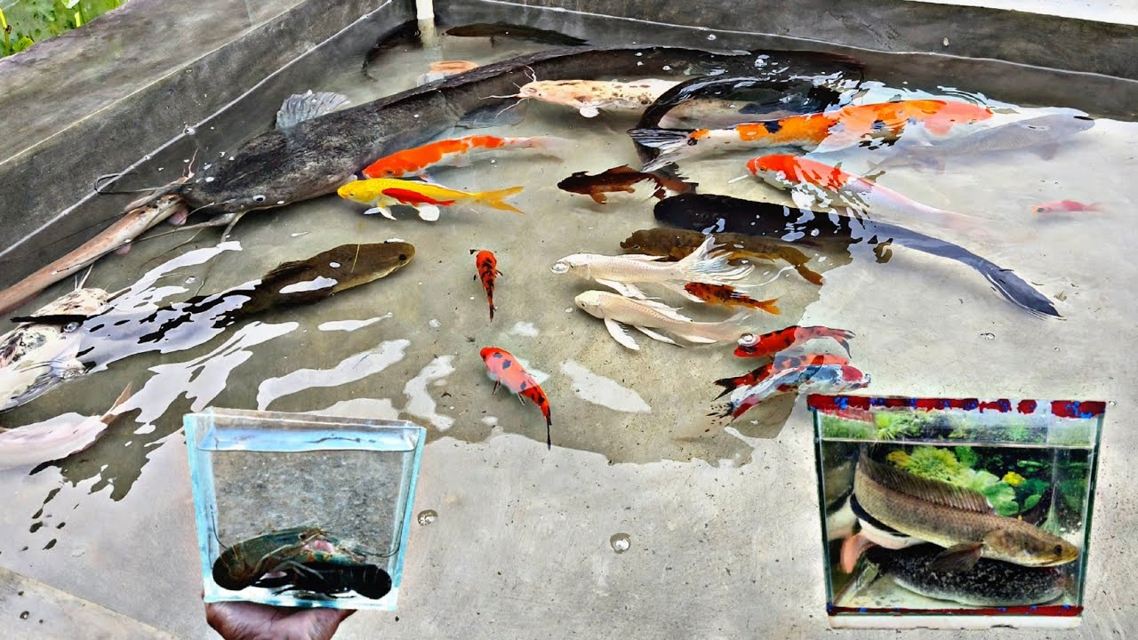 Looking for betta fish, snakehead fish, ornamental fish, koi fish ...