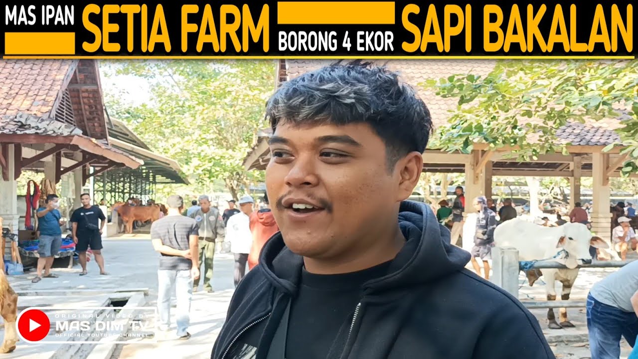Ketemu Mas Ipan Setia Farm Belanja Dan Borong 4 Ekor Sapi Bakalan ...