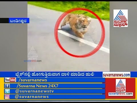 Tiger Chasing Guys on a Motor Bike in Chamarajanagar Bandipur Tiger ...