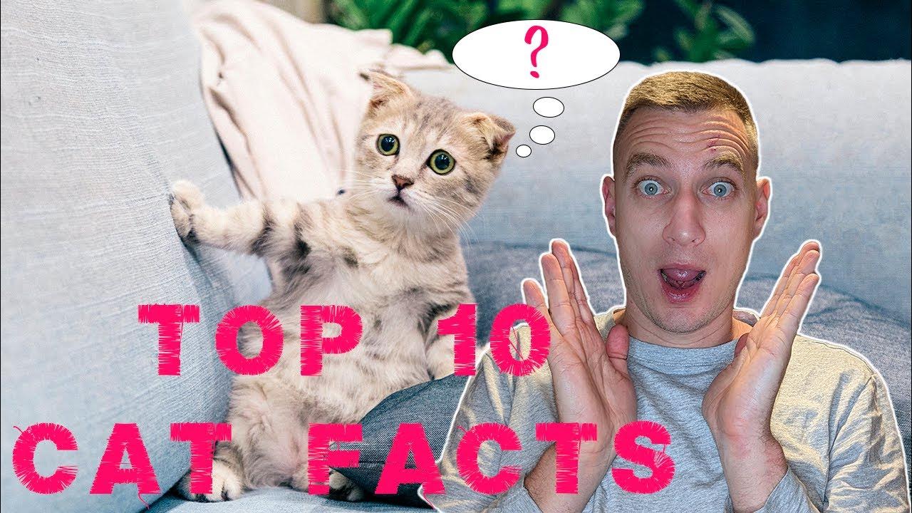 Top 10 Facts About Cats YouTube top-10-facts-about-cats-youtube