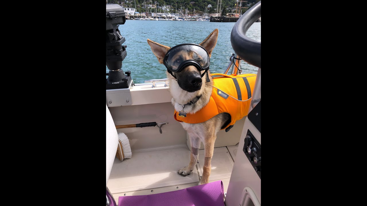 Salmon Fishing w/ Bella, the German Shepherd - YouTube
