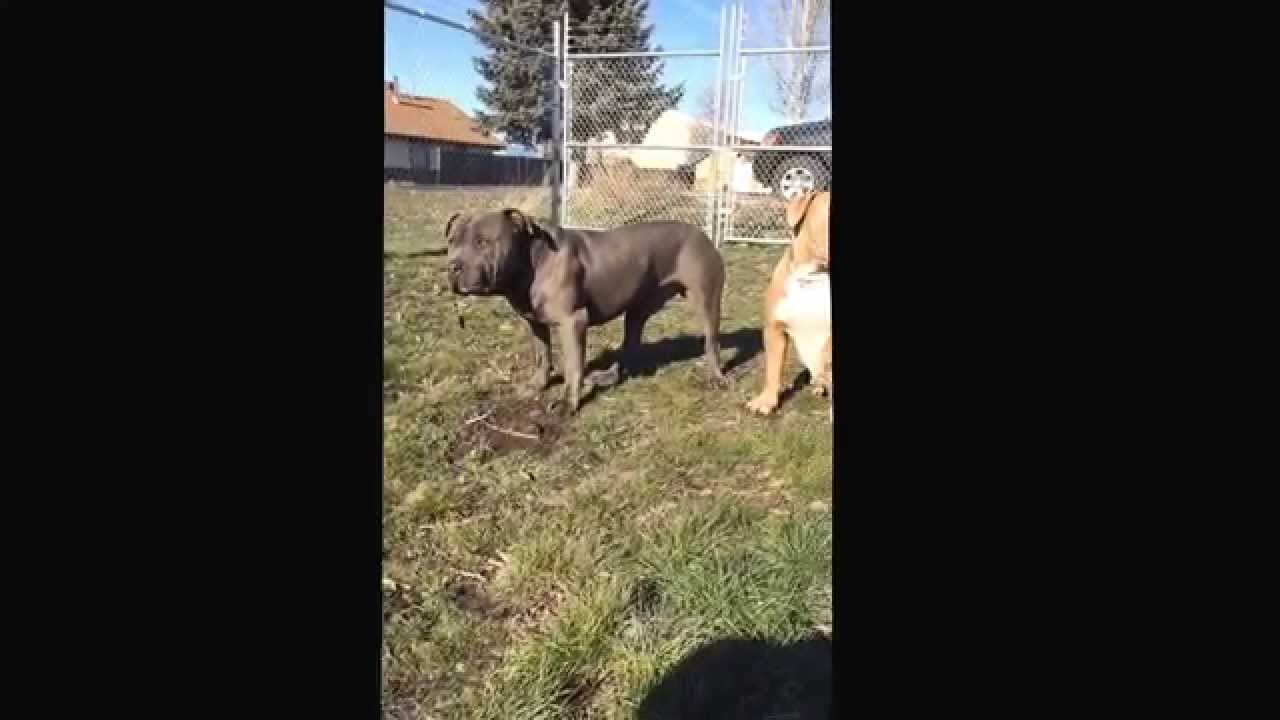 CP Kennels XL Bully Pitbulls Male Pitbull vs Female Pitbull www ...