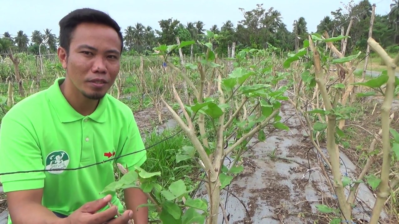 To Ratoon or not to Ratoon ? Eggplant farming options - YouTube