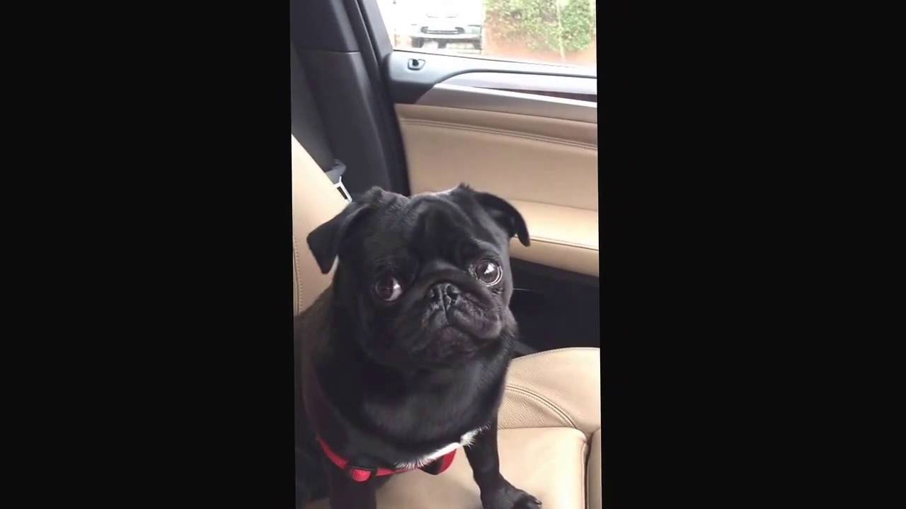 Ted my Talking Pug Puppy - YouTube