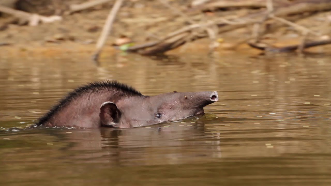 A Truly Wild Experience! - YouTube