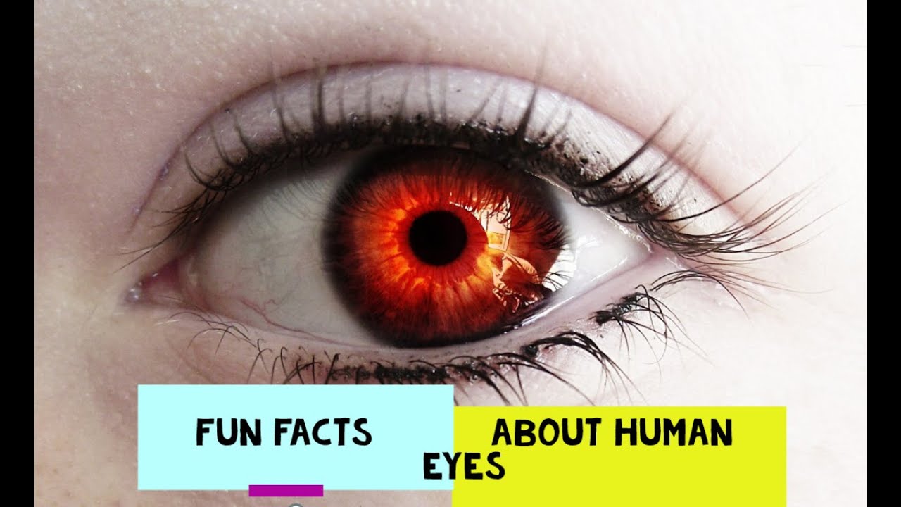 Fun Facts about human eyes - YouTube