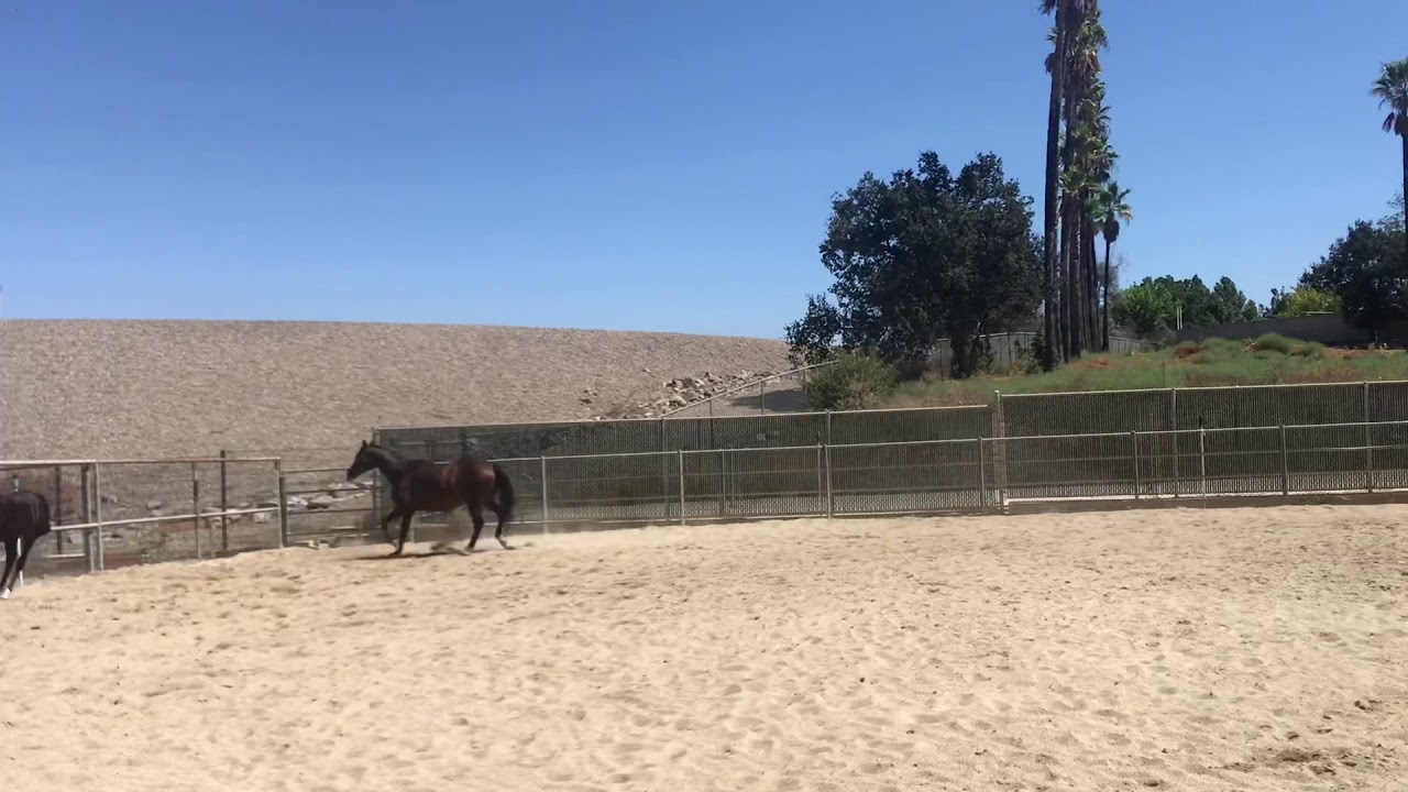 2019 Brown Colt out by BMQ Legacy x BMQ French Angel - YouTube