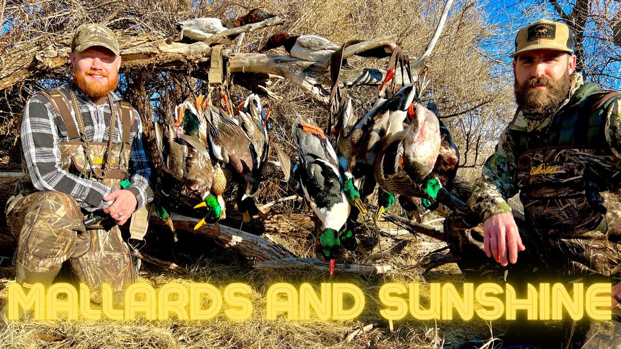 MALLARDS AND SUNSHINE | Public Land Duck Hunting - YouTube