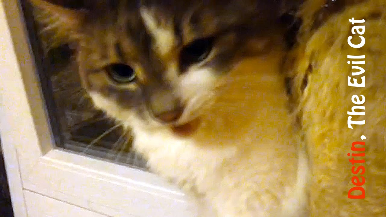 Destin Shows Her Real Evil Face - The Evil Cat - YouTube