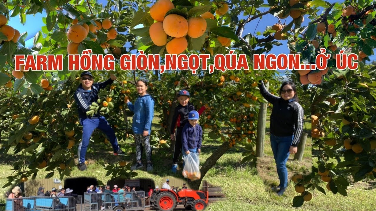 🇦🇺 ĐI FARM CỦA NGƯỜI ÚC HÁI HỒNG , NHIỀU TRÁI CHƯA TỪNG THẤY | Farm ở ...