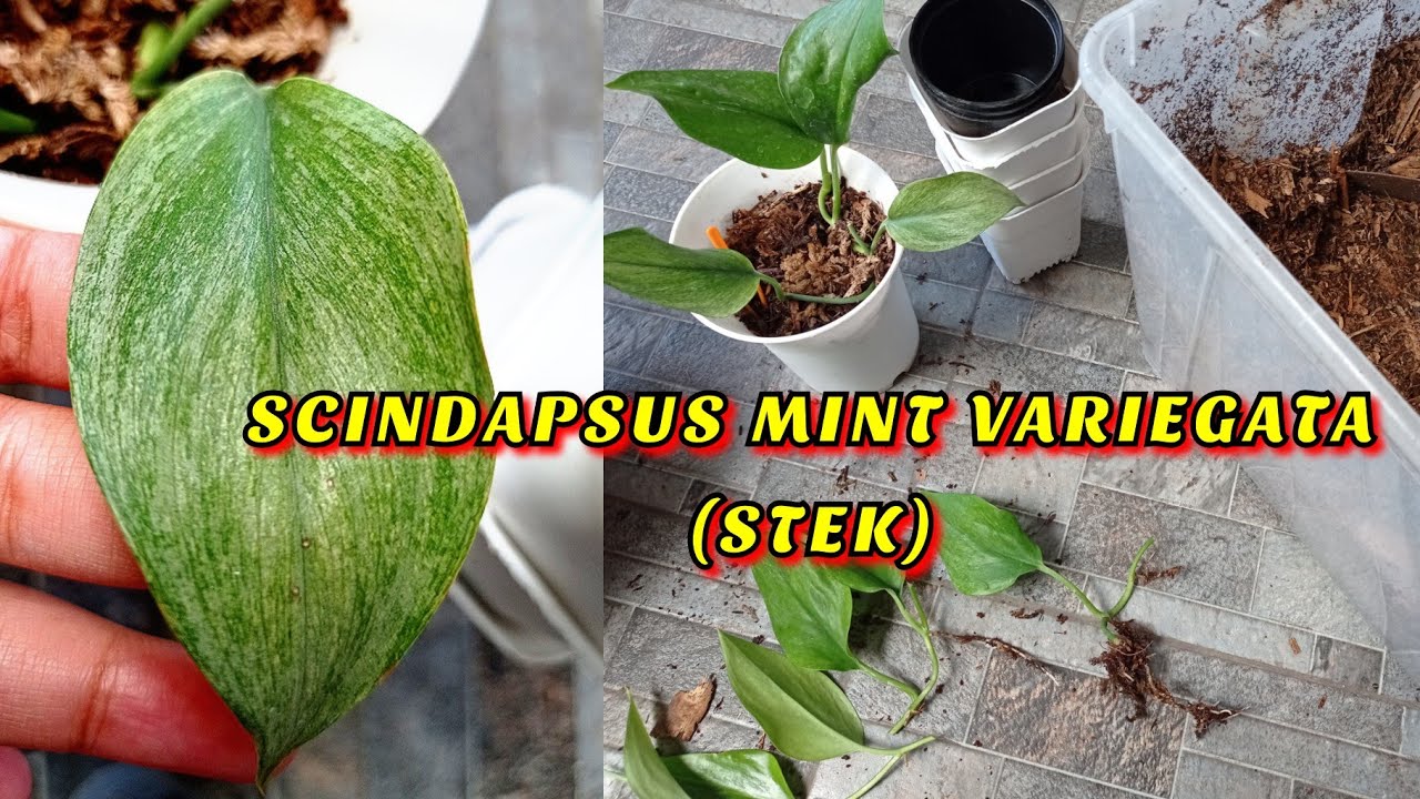 STEK SCINDAPSUS MINT VARIEGATA - YouTube