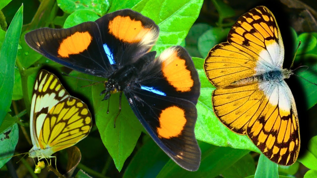 Butterflies And Moths Of Uganda at Edwin Whitlow blog