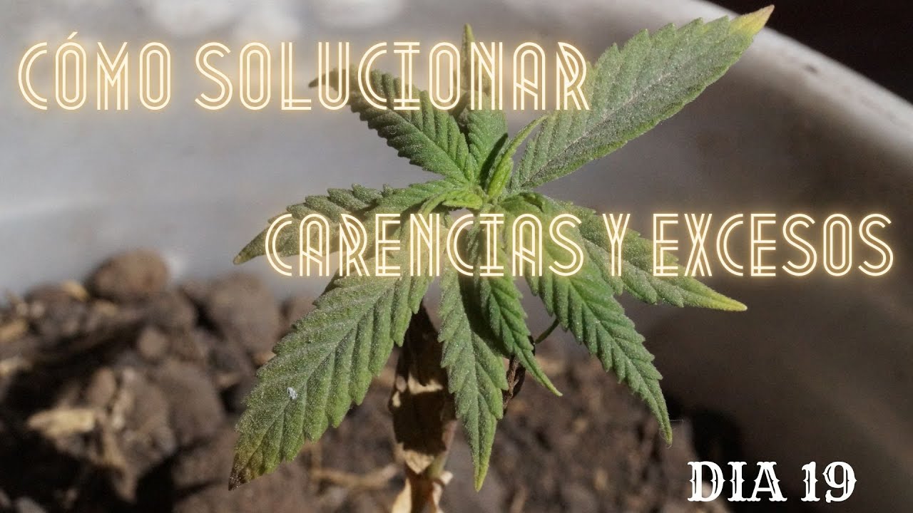 🌱 CAPÍTULO 4 | CÓMO SOLUCIONAR CARENCIAS Y EXCESOS EN TU CULTIVO | DÍA ...
