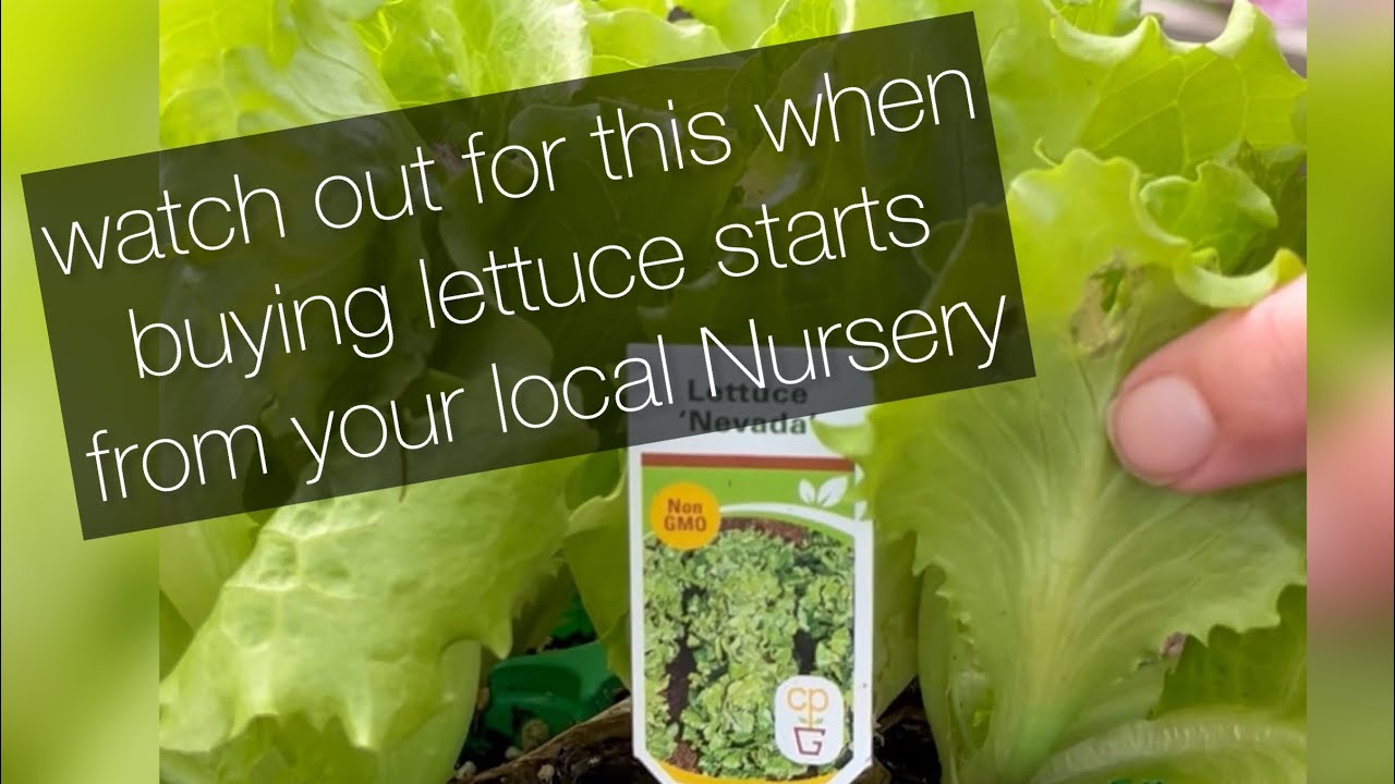 🥬 to make sure you grow big heads of lettuce keep an eye out for this👩🏼 ...