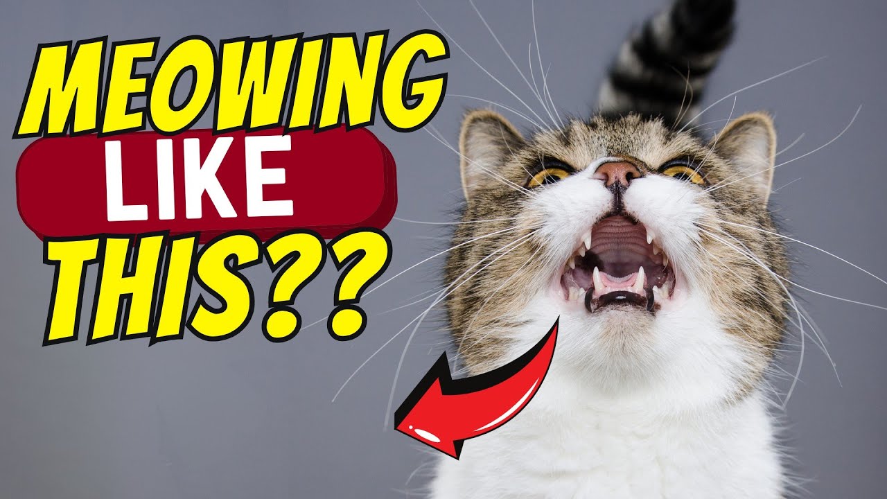 If Your Cat Meows Like THIS, You Should Be Concerned - YouTube